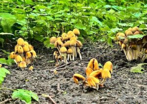 Shapley Values for Machine Learning - Inside Learning Machines